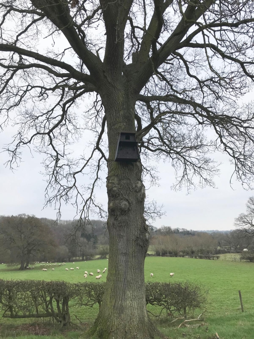 Alfrick Woodland Community Consulation | Prime plc